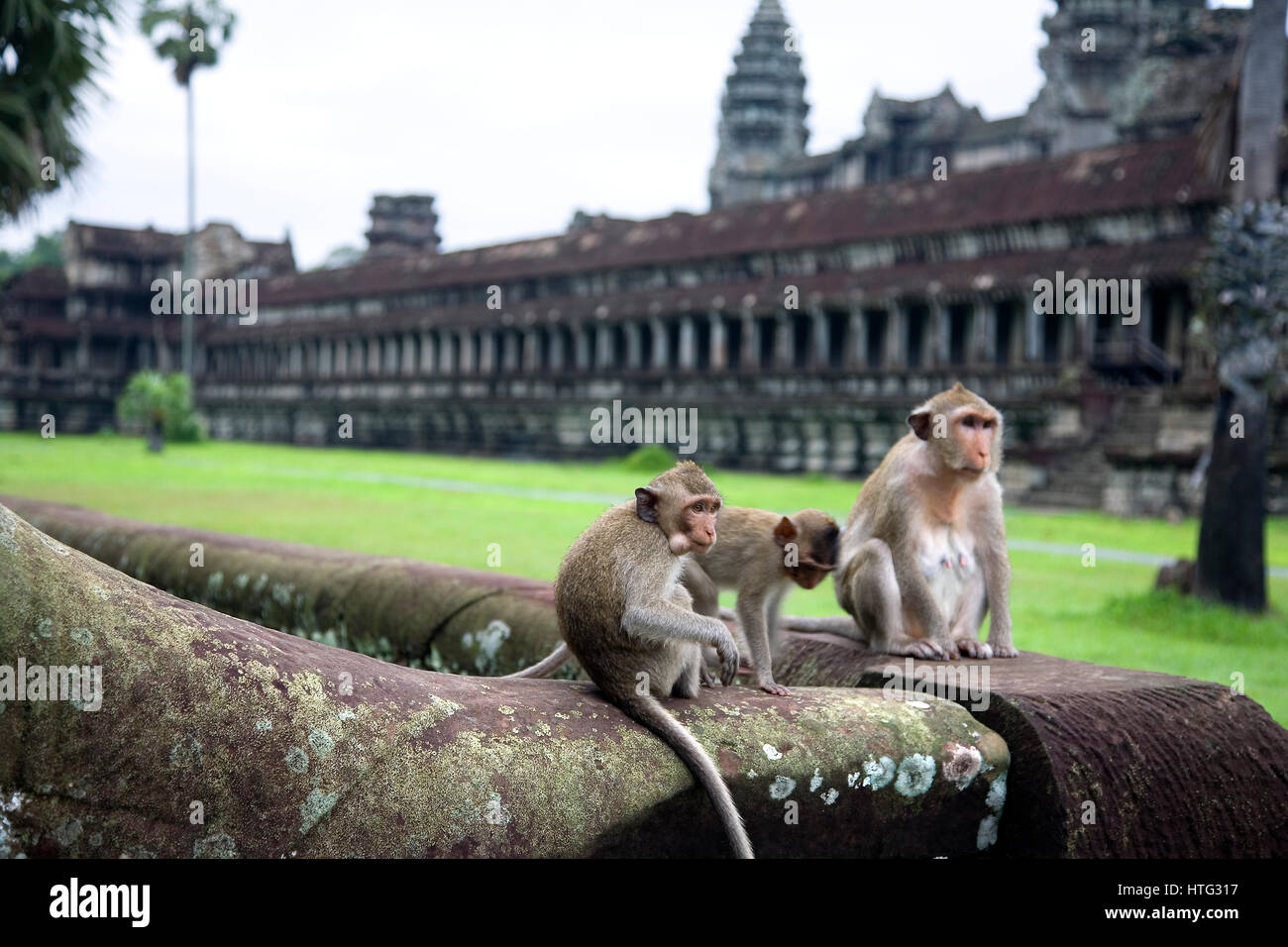 monkeys in Angkor Wat temples. Cambodia, Asia Stock Photo - Alamy