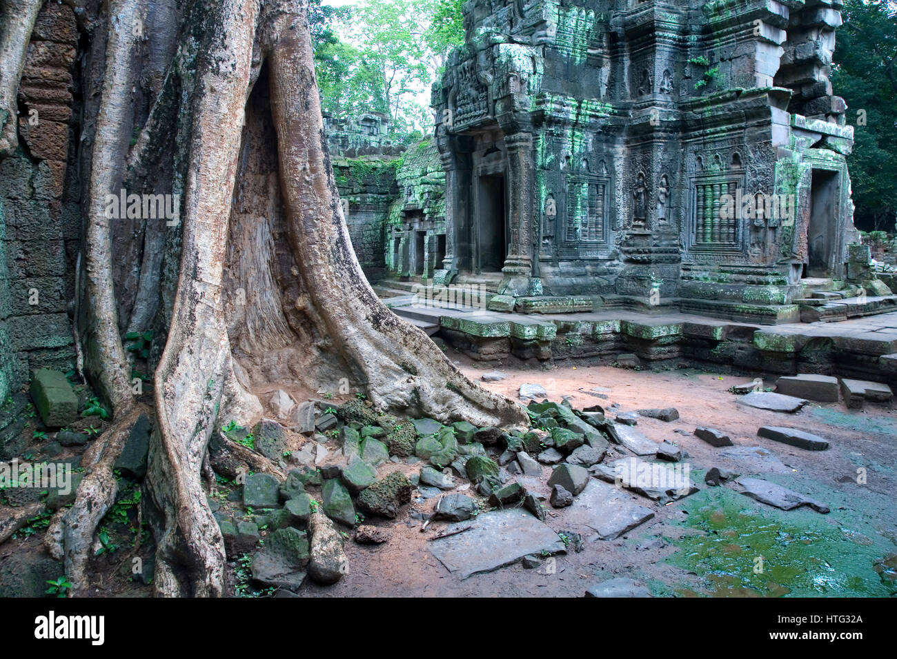Ta Prohm temple and tree roots (Tetrameles nudiflora). Angkor temples ...
