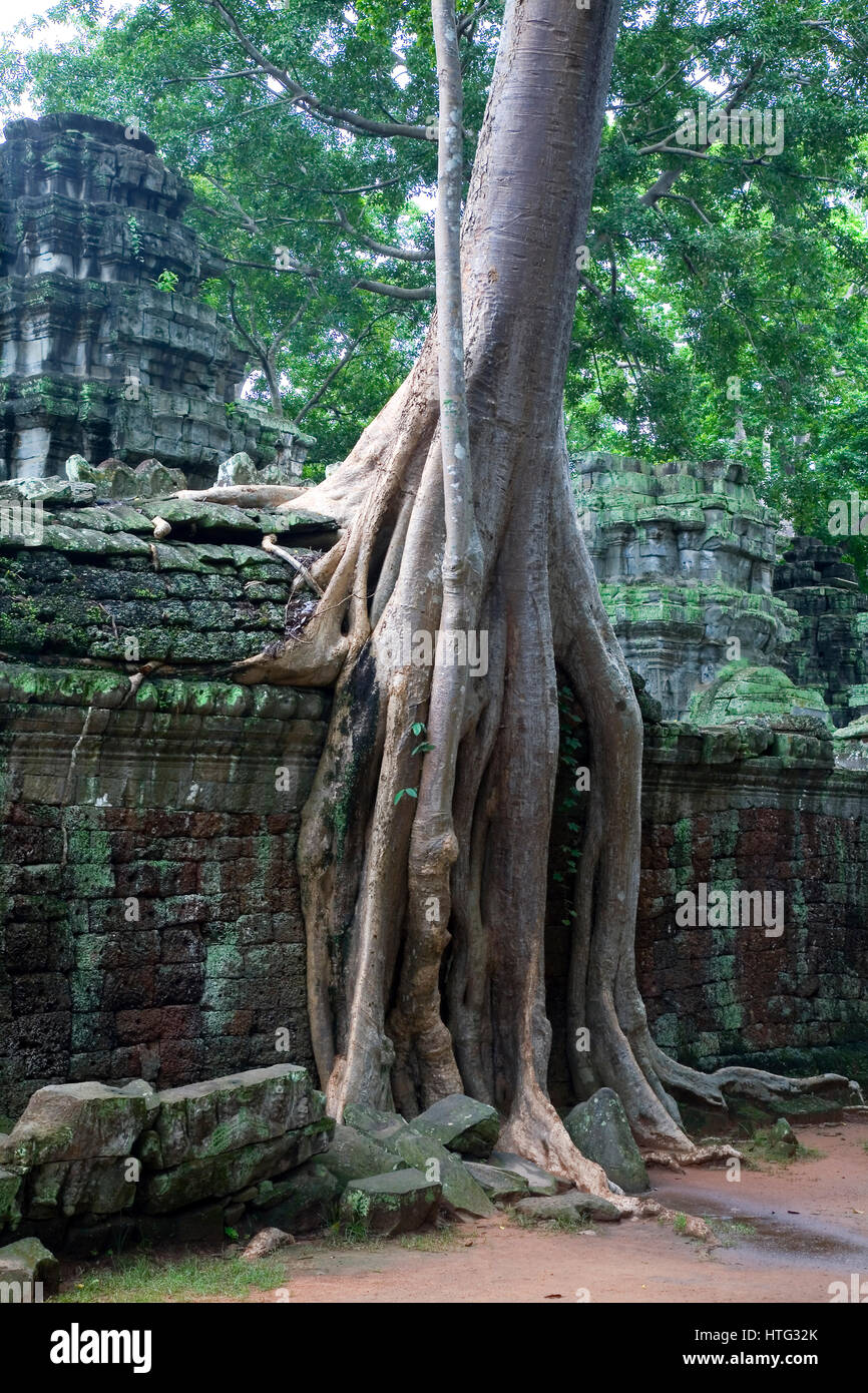Ta Prohm temple and tree roots (Tetrameles nudiflora). Angkor temples ...