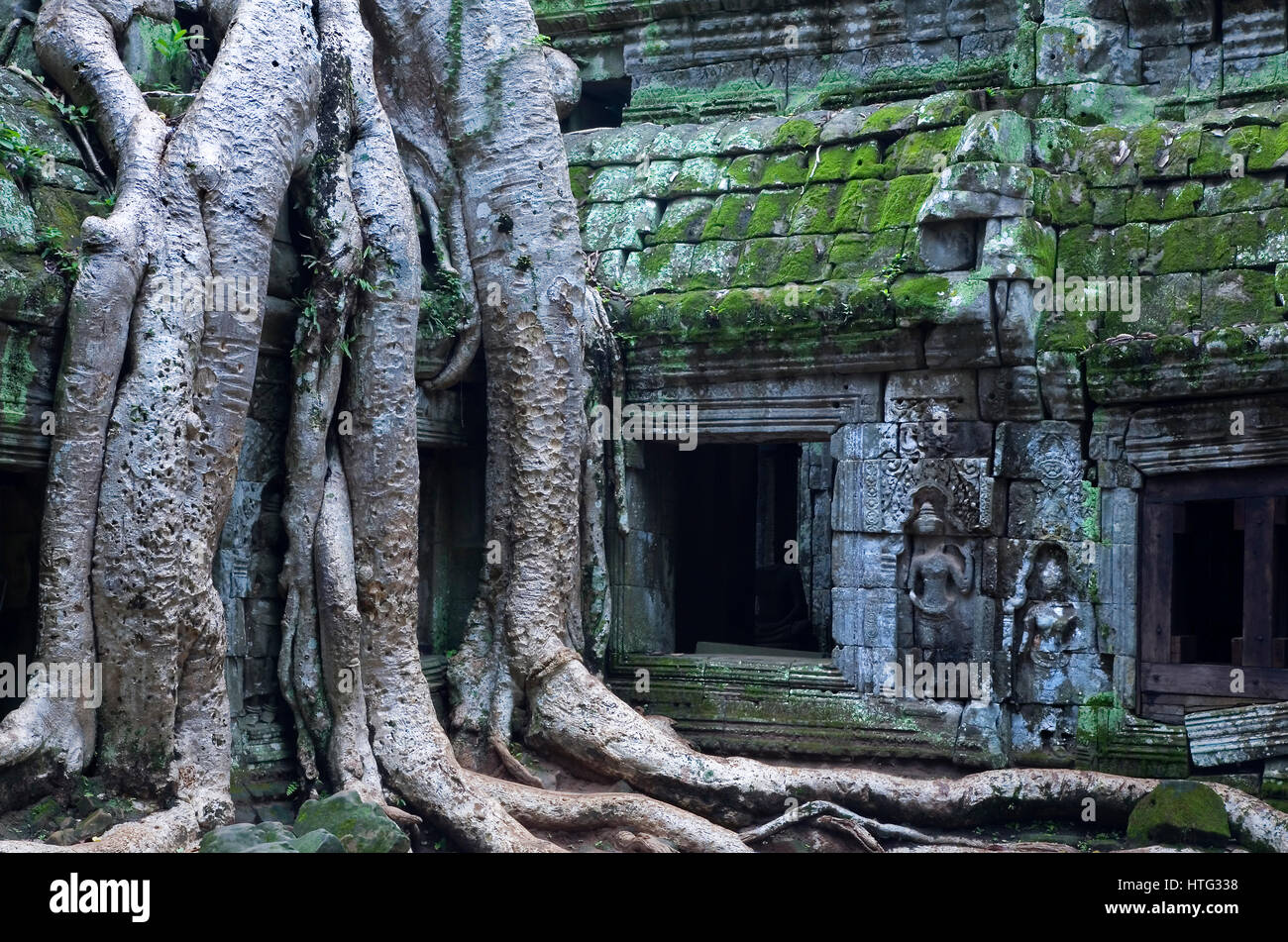 Ta Prohm temple and tree roots (Tetrameles nudiflora). Angkor temples ...