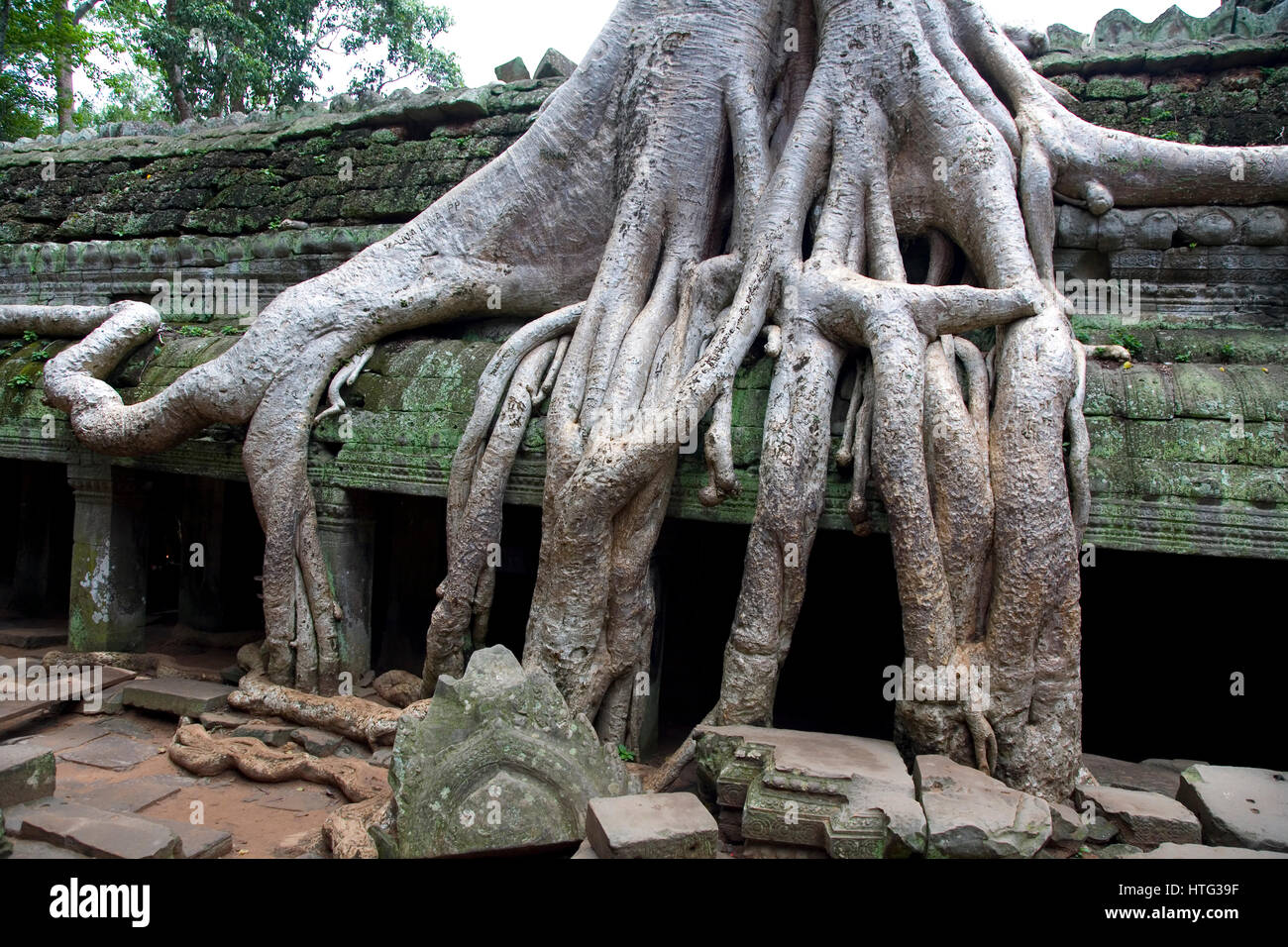 Ta Prohm temple and tree roots (Tetrameles nudiflora). Angkor temples ...