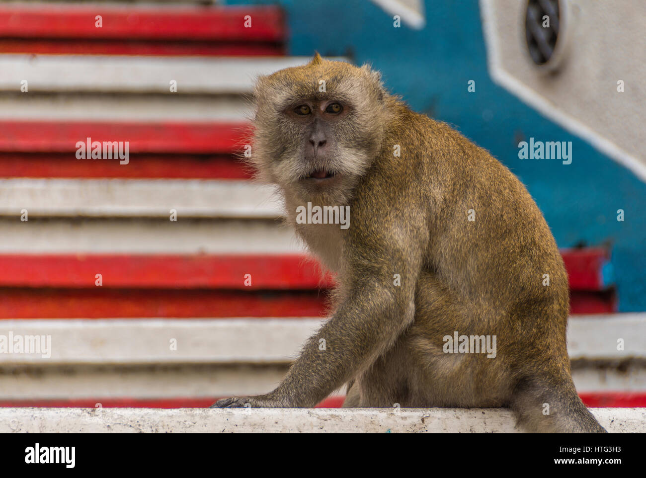 Monkey steps hi-res stock photography and images - Alamy