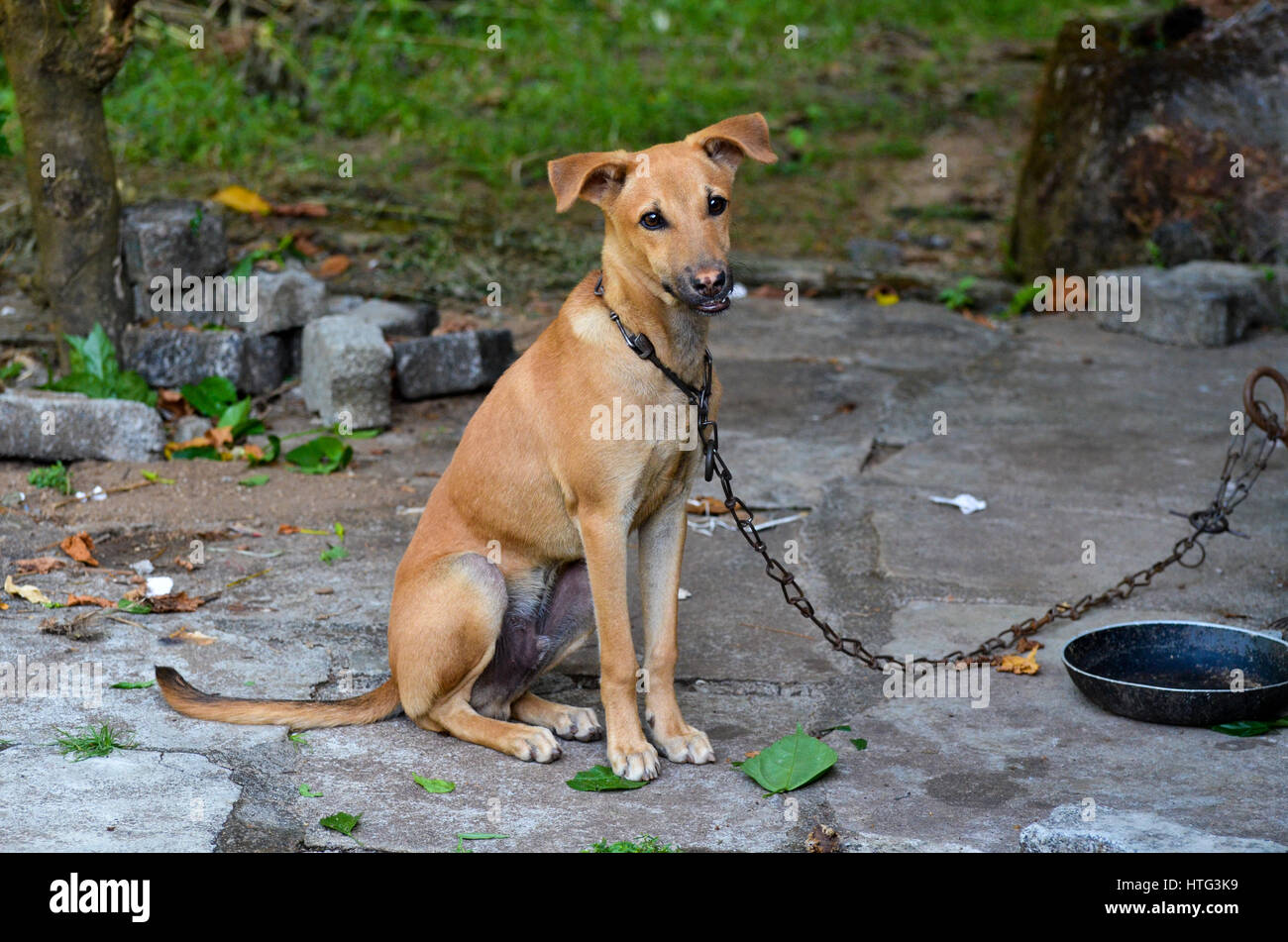 Chained dog hi-res stock photography and images - Alamy
