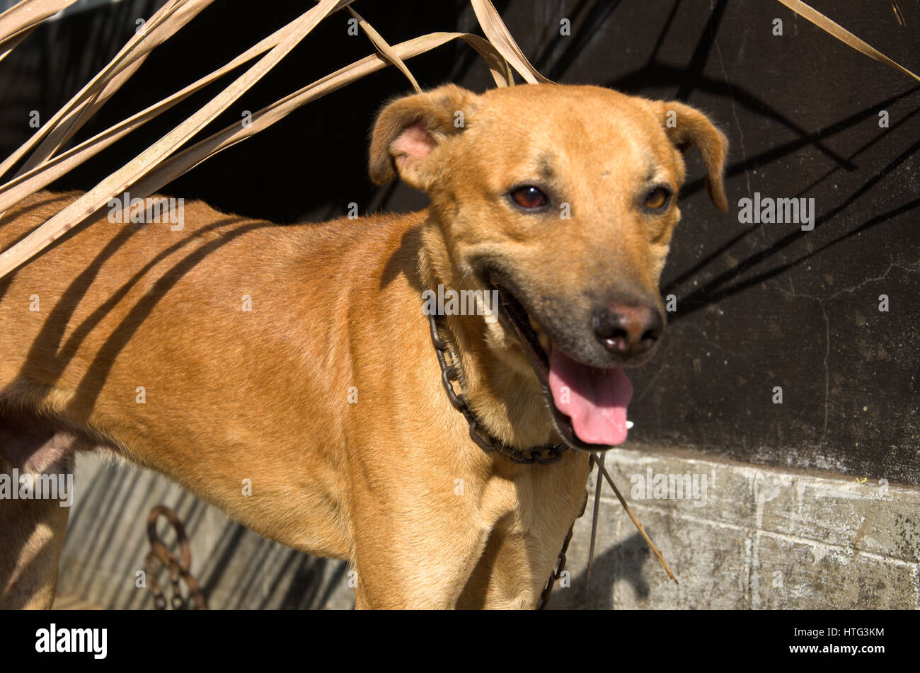 Chained dog hi-res stock photography and images - Alamy
