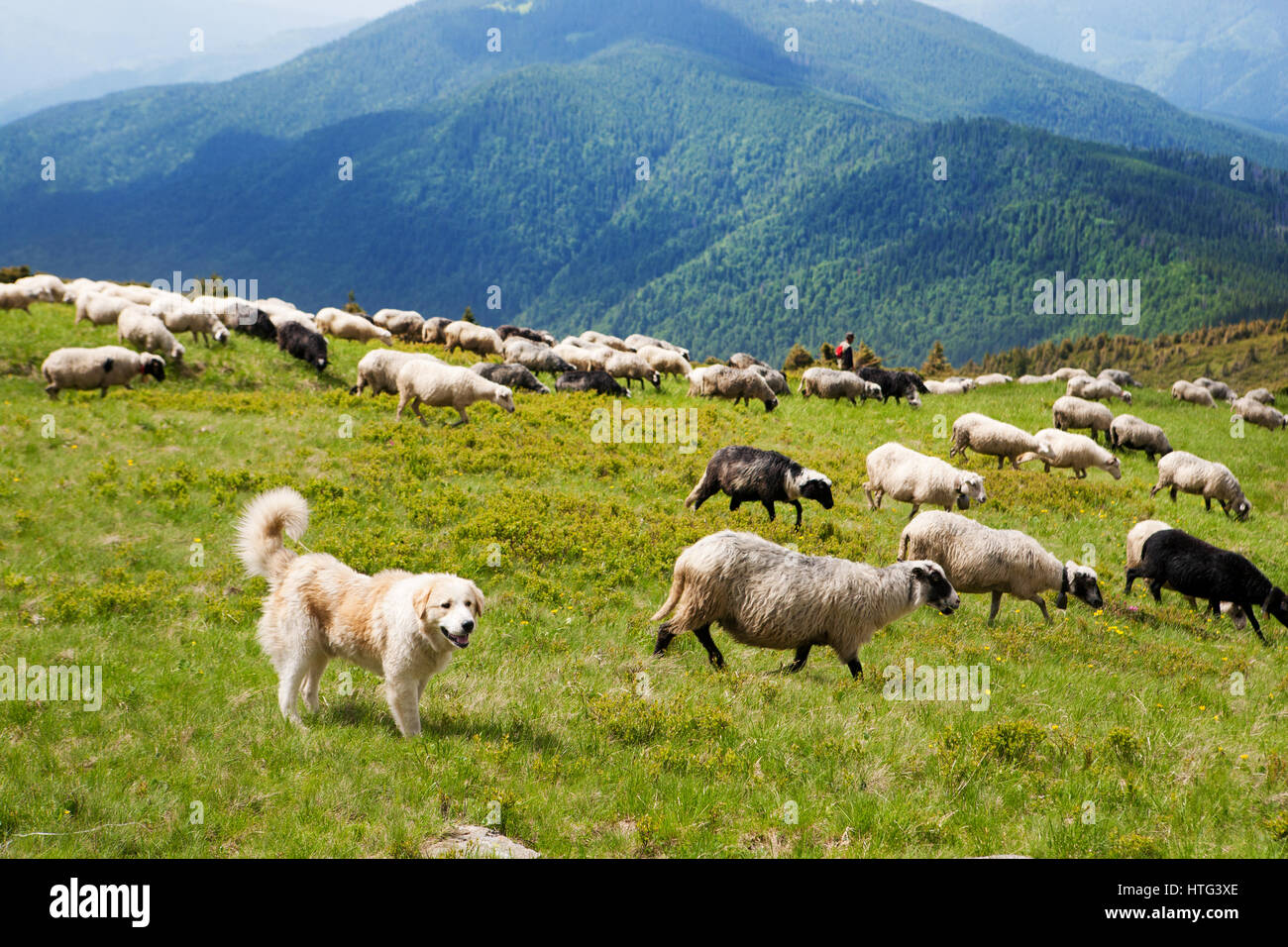 Carpathian mountain dog hi-res stock photography and images - Alamy