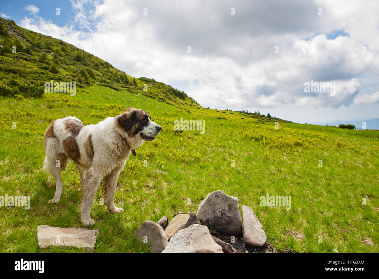 The Carpathian shepherd dog is a reliable shepherd Stock Photo - Alamy
