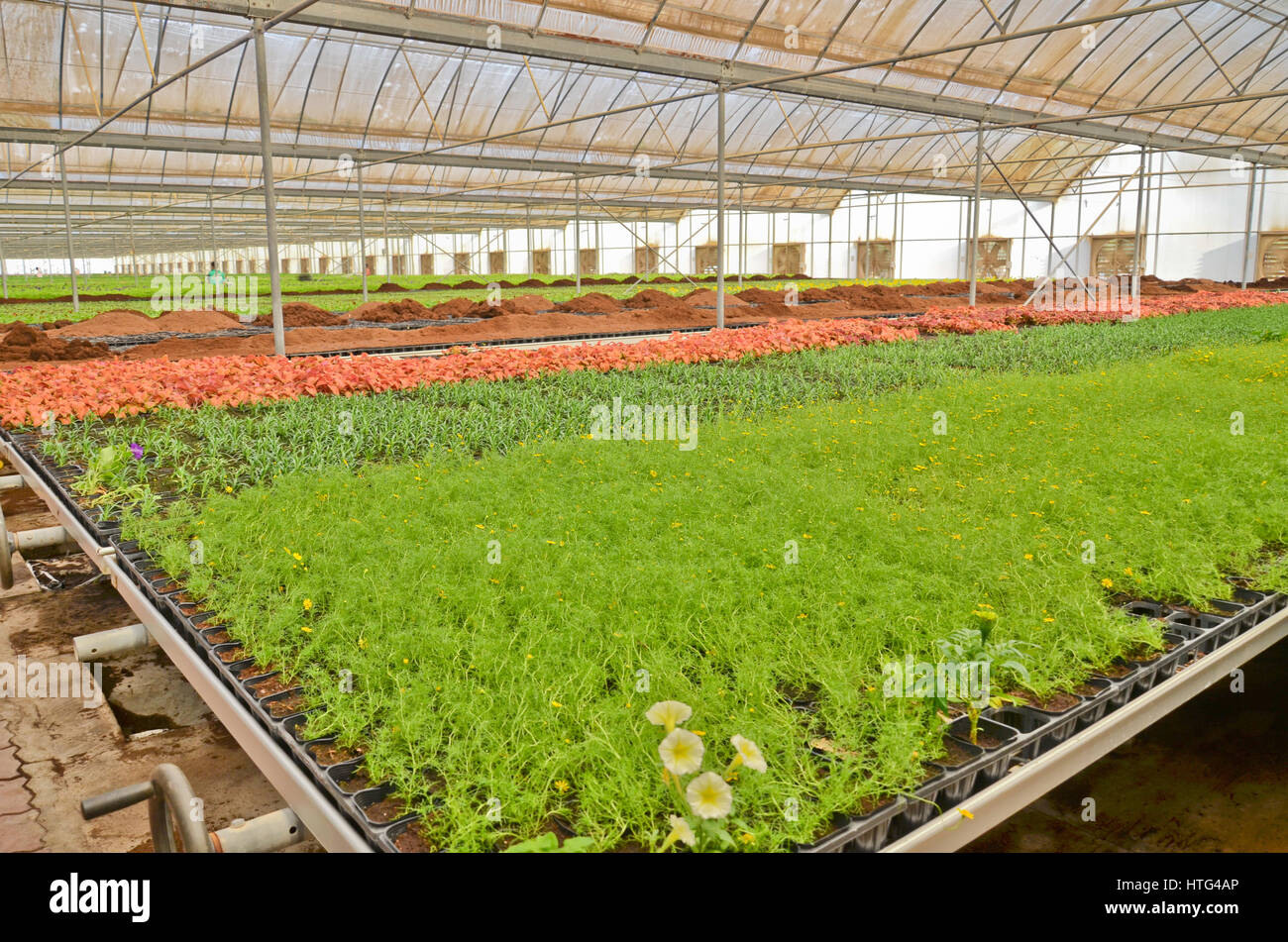 Climate controlled plant production hi-res stock photography and images ...