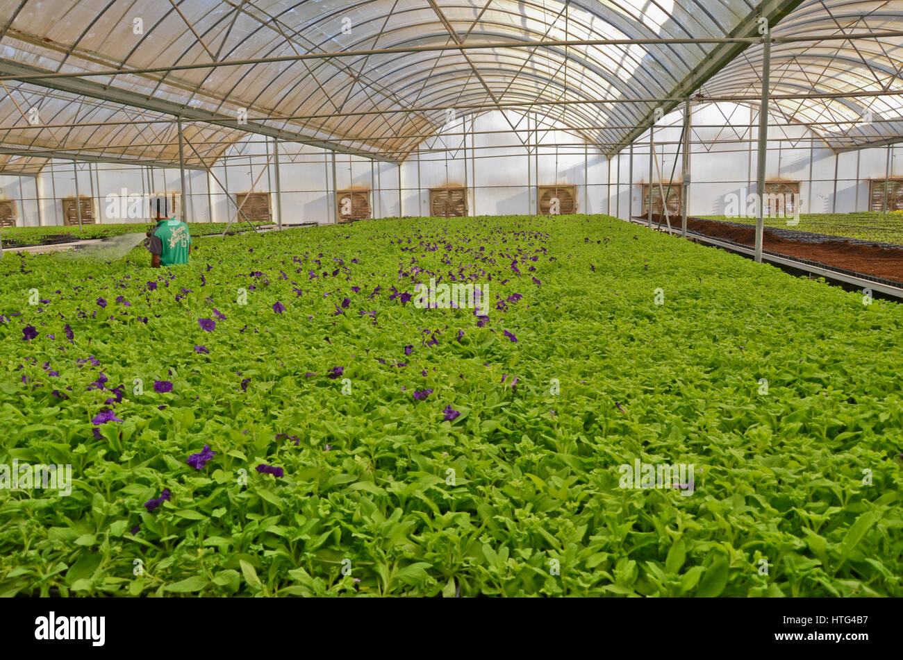 Mass Production Of Plants High Resolution Stock Photography and Images ...