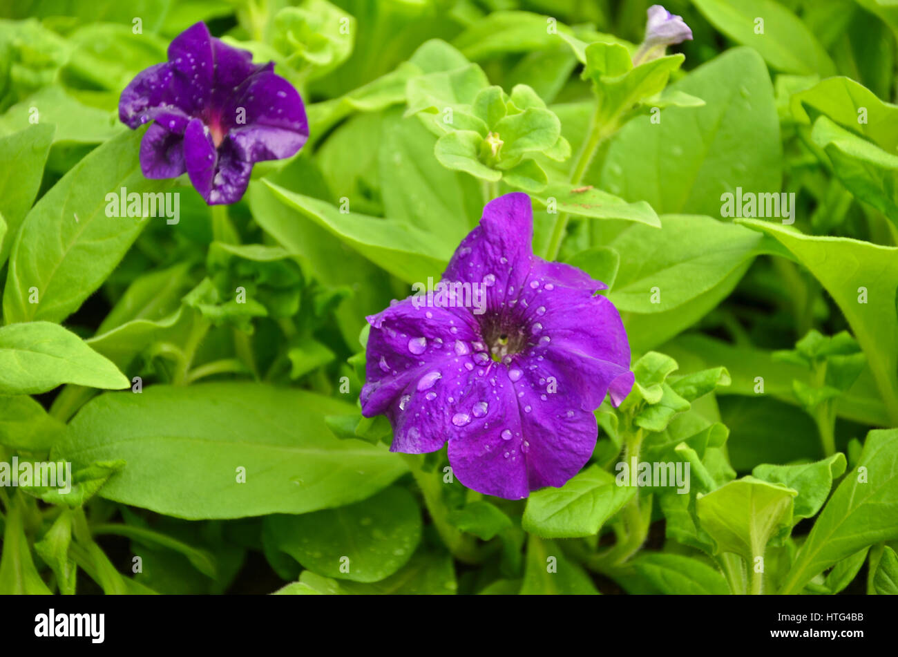 Flower plants mass produced in a greenhouse nursery Stock Photo - Alamy