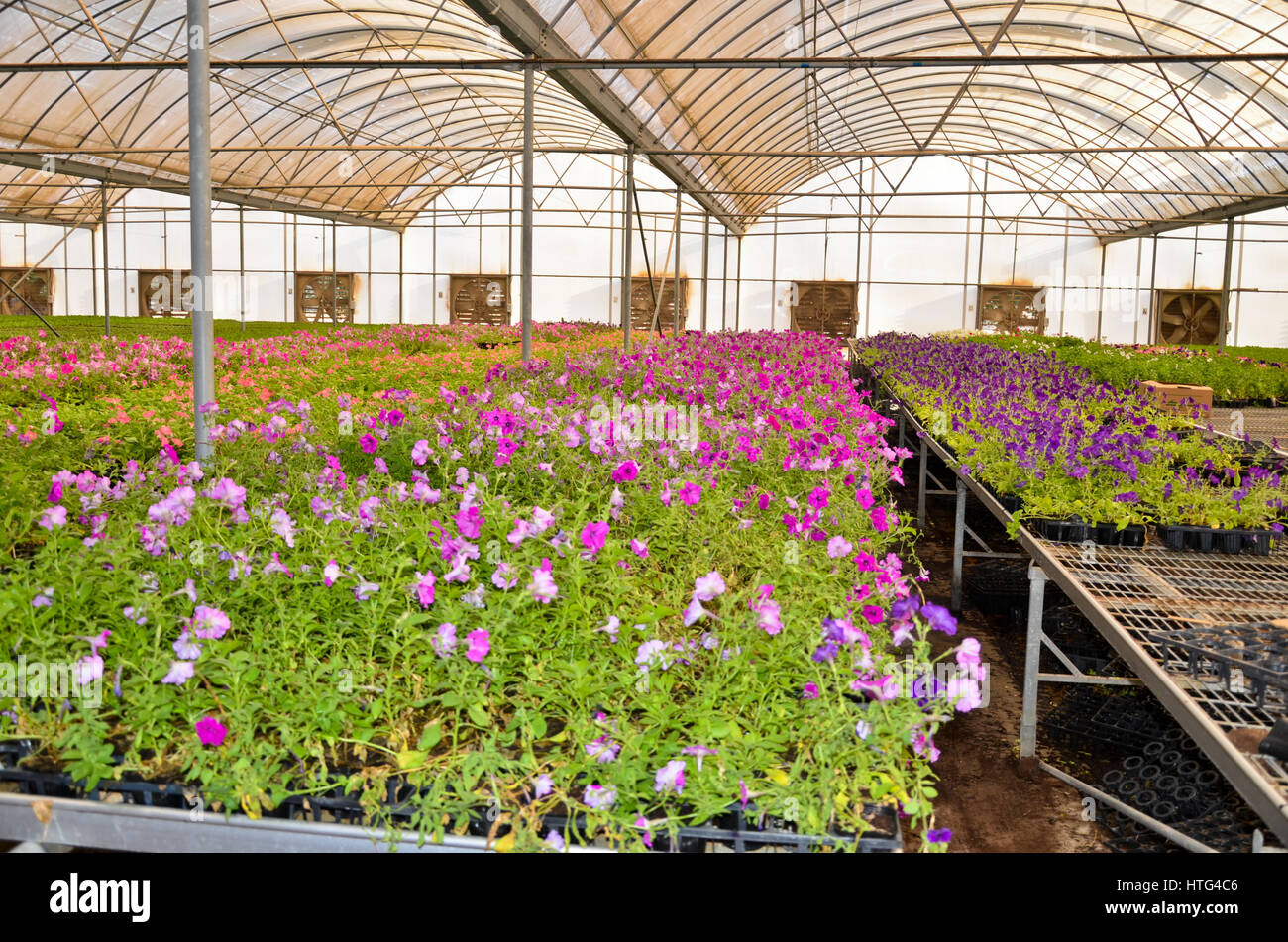 Flower plants mass produced in a greenhouse nursery Stock Photo - Alamy