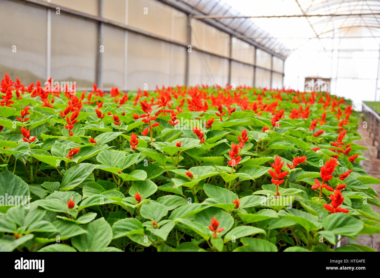Mass production of plants hi-res stock photography and images - Alamy