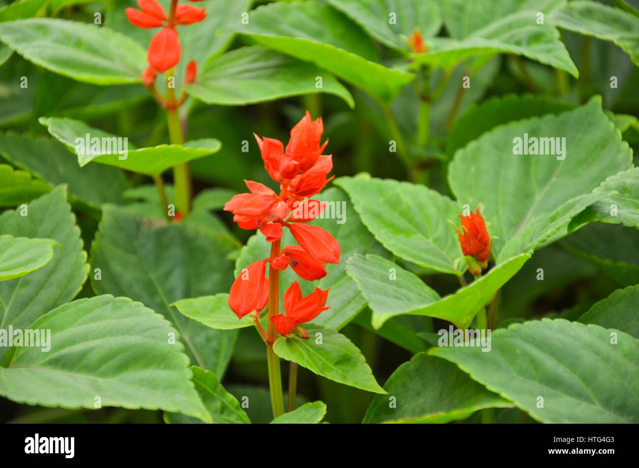 Flower plants mass produced in a greenhouse nursery Stock Photo - Alamy