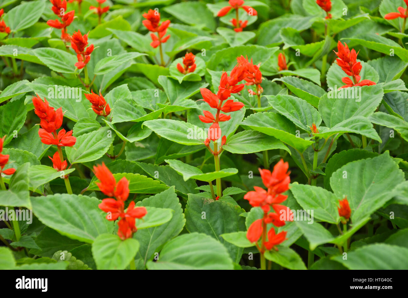 Flower plants mass produced in a greenhouse nursery Stock Photo - Alamy