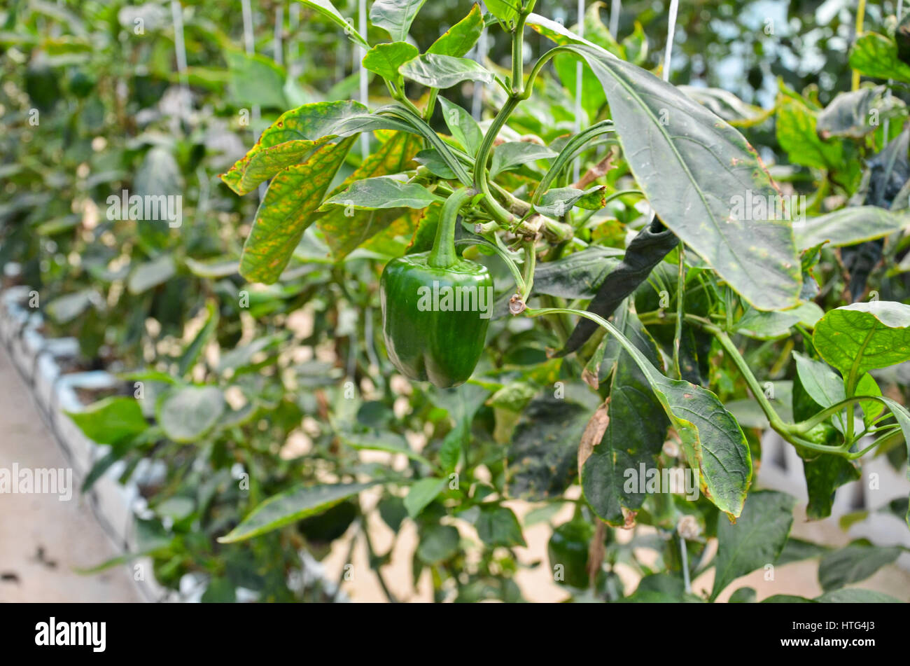 Capsicum (pepper) cultivation in a climate controlled greenhouse farm ...