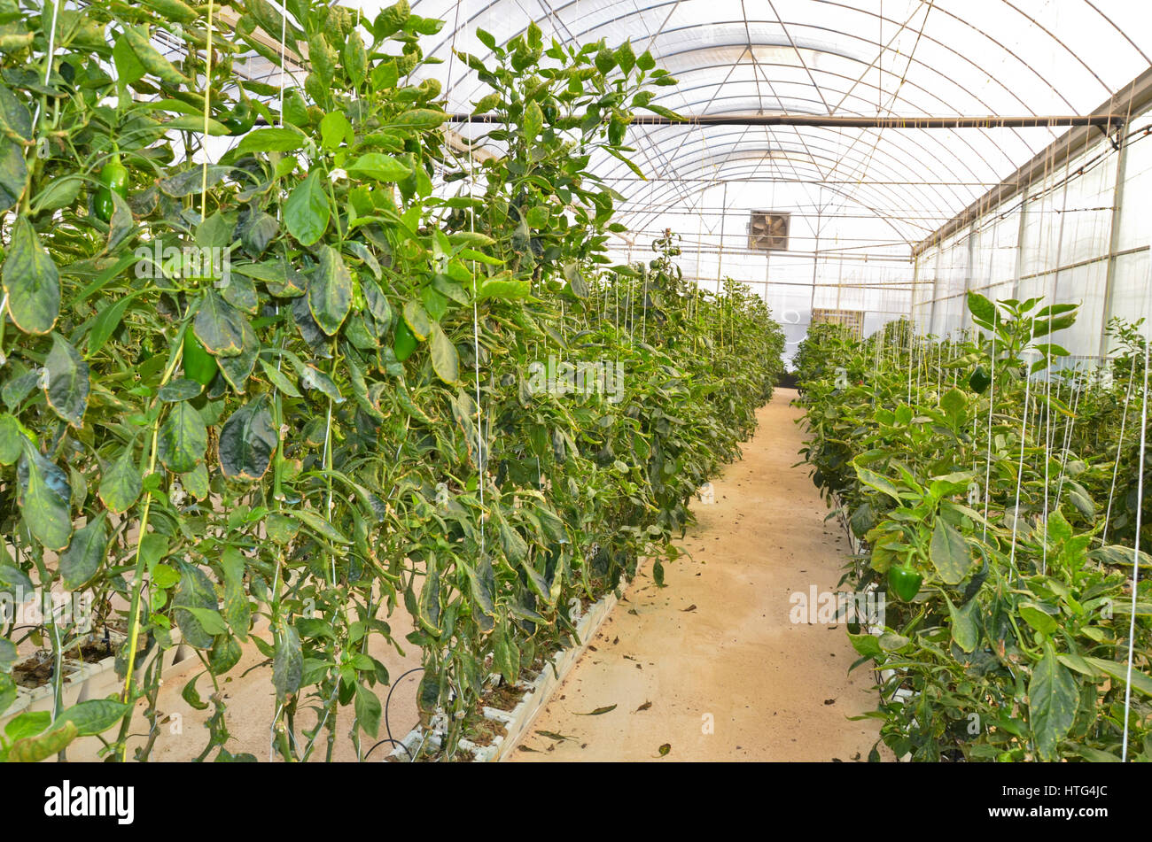 Capsicum (pepper) cultivation in a climate controlled greenhouse farm ...