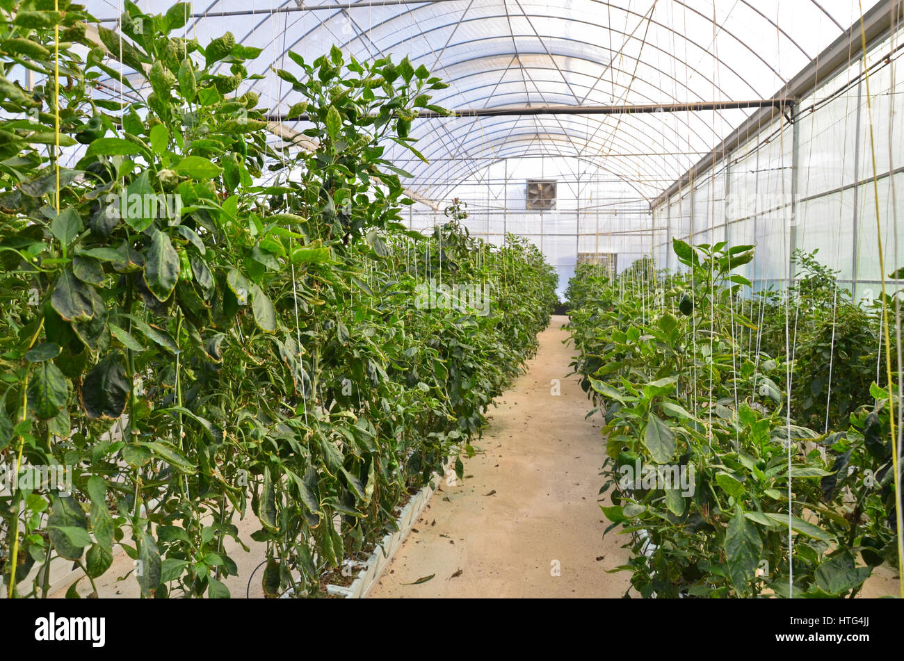 Capsicum (pepper) cultivation in a climate controlled greenhouse farm ...