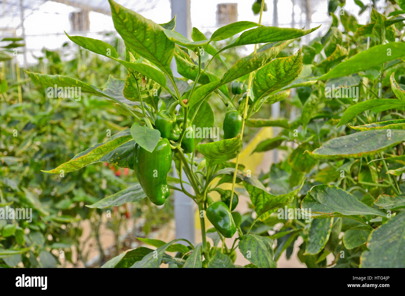 Capsicum (pepper) cultivation in a climate controlled greenhouse farm ...