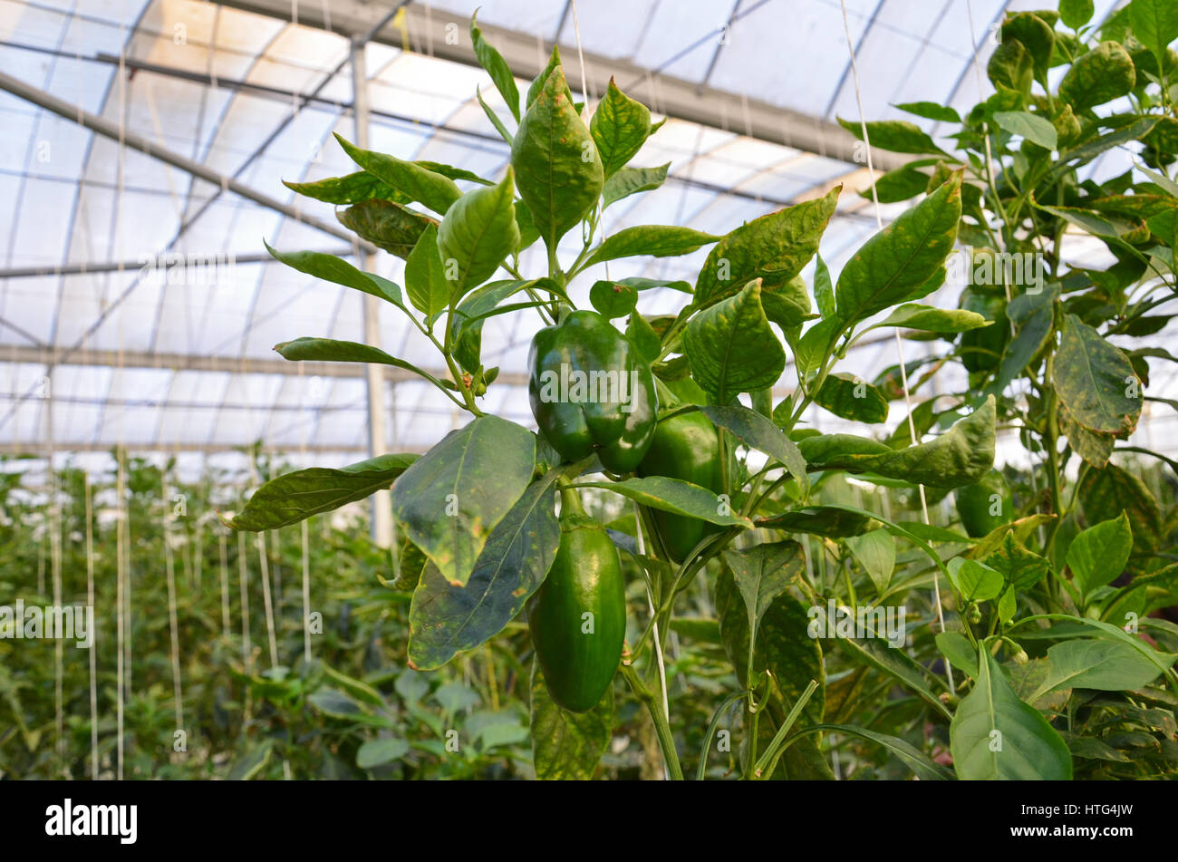 Capsicum (pepper) cultivation in a climate controlled greenhouse farm ...