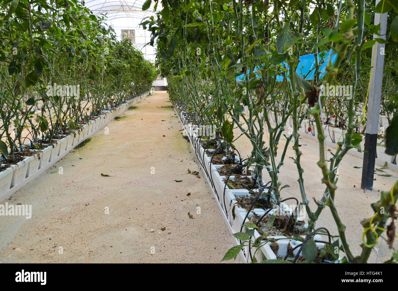 Capsicum (pepper) cultivation in a climate controlled greenhouse farm ...