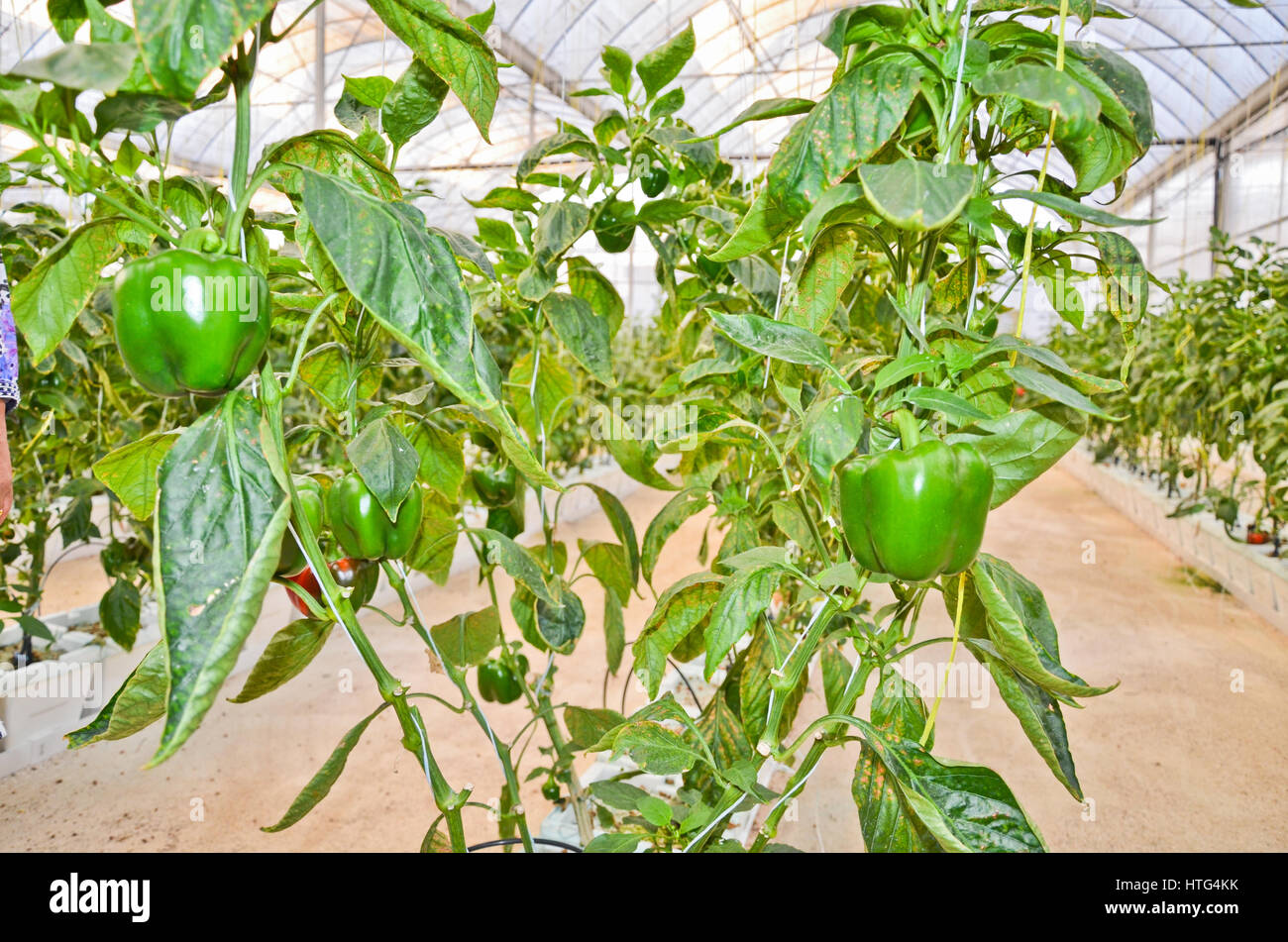 Capsicum (pepper) cultivation in a climate controlled greenhouse farm ...
