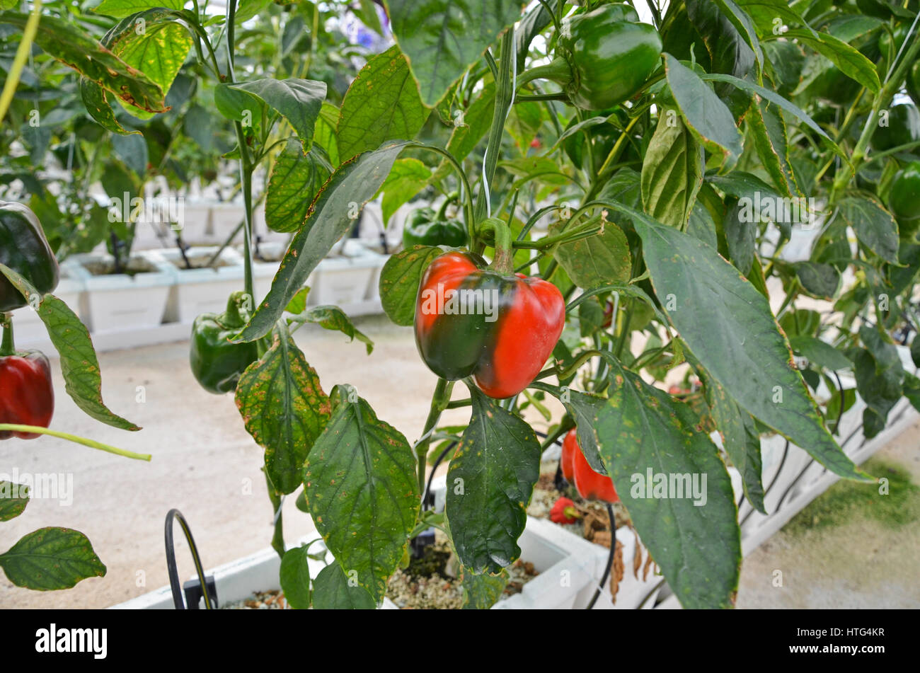 Capsicum (pepper) cultivation in a climate controlled greenhouse farm ...