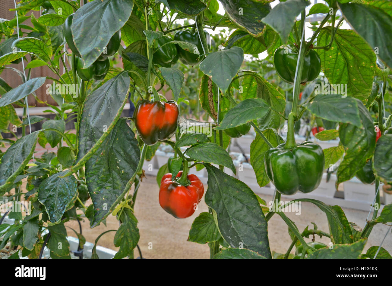Capsicum (pepper) cultivation in a climate controlled greenhouse farm ...