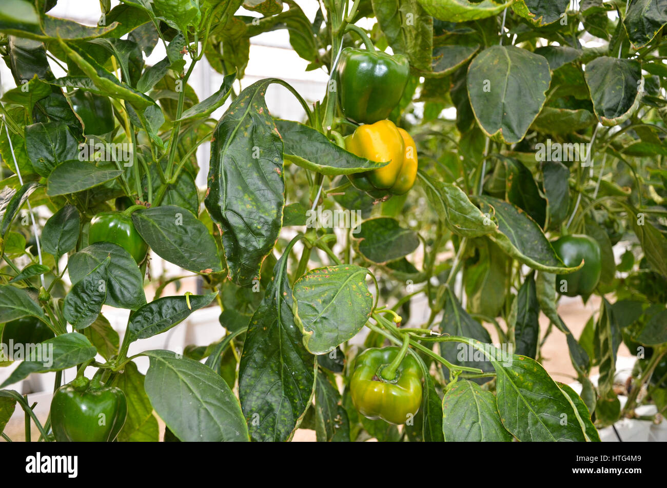 Capsicum (pepper) cultivation in a climate controlled greenhouse farm ...