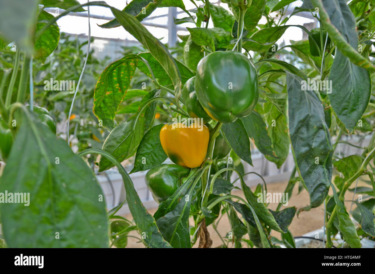 Capsicum (pepper) cultivation in a climate controlled greenhouse farm ...