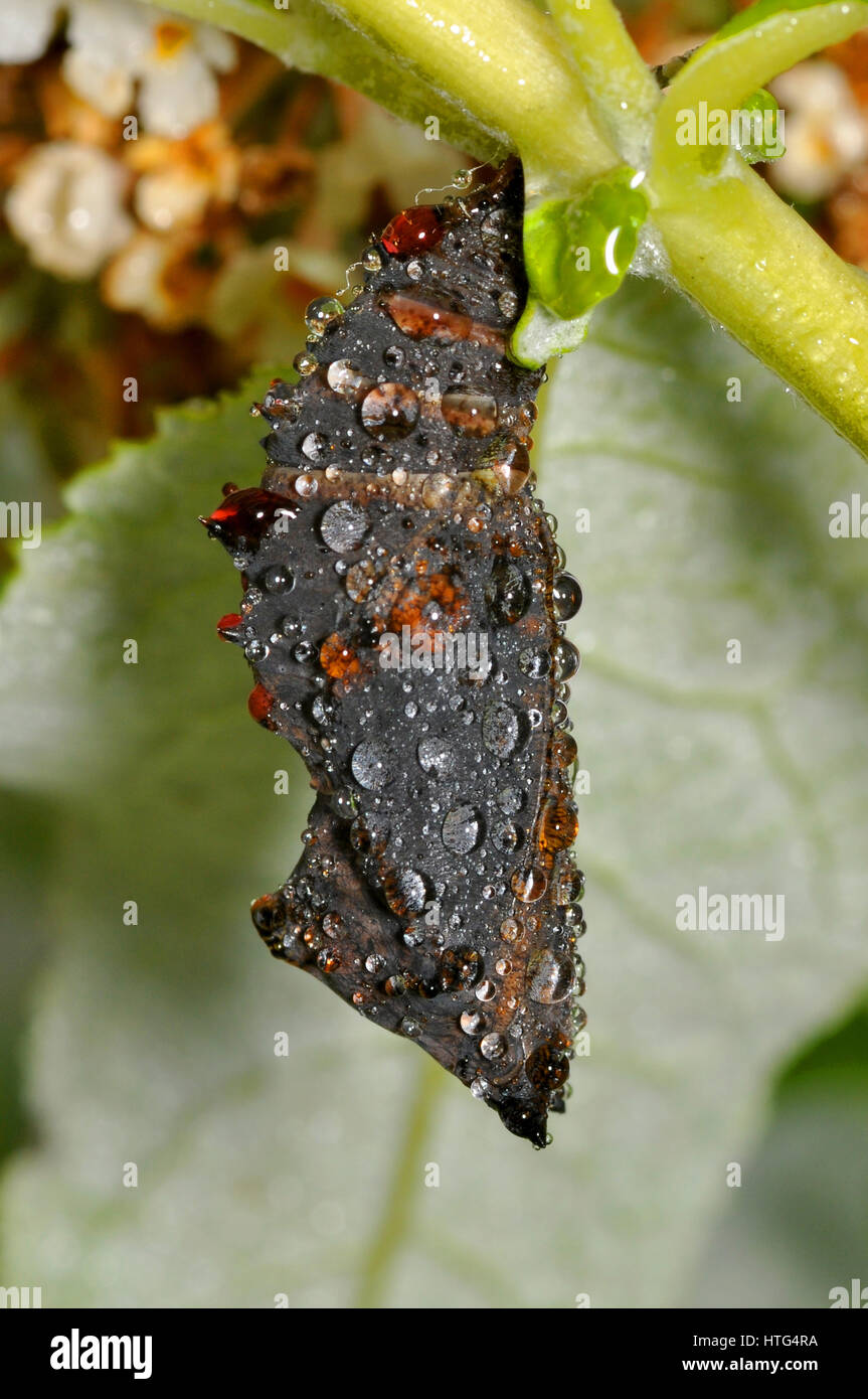 Camberwell Beauty butterfly (Nymphalis antiopa) chrysalis Stock Photo ...