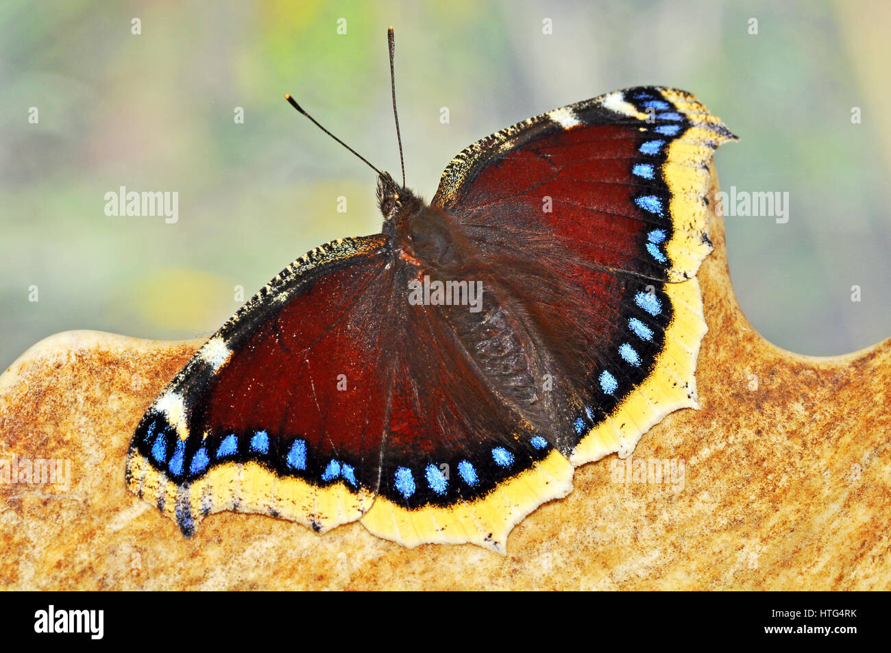 Camberwell Beauty butterfly (Nymphalis antiopa) resting on a deer ...