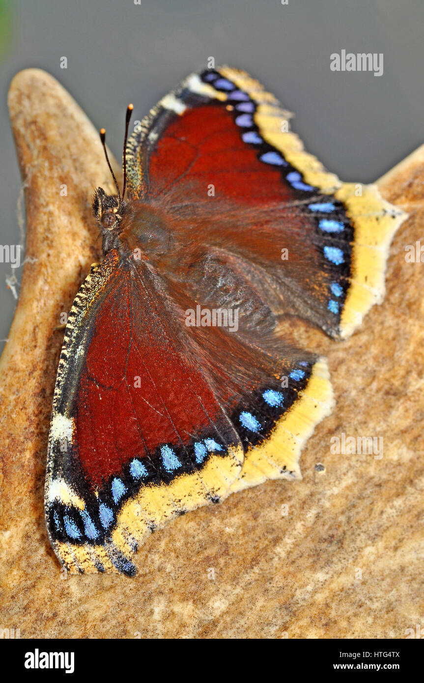 Camberwell Beauty butterfly (Nymphalis antiopa) resting on a deer ...