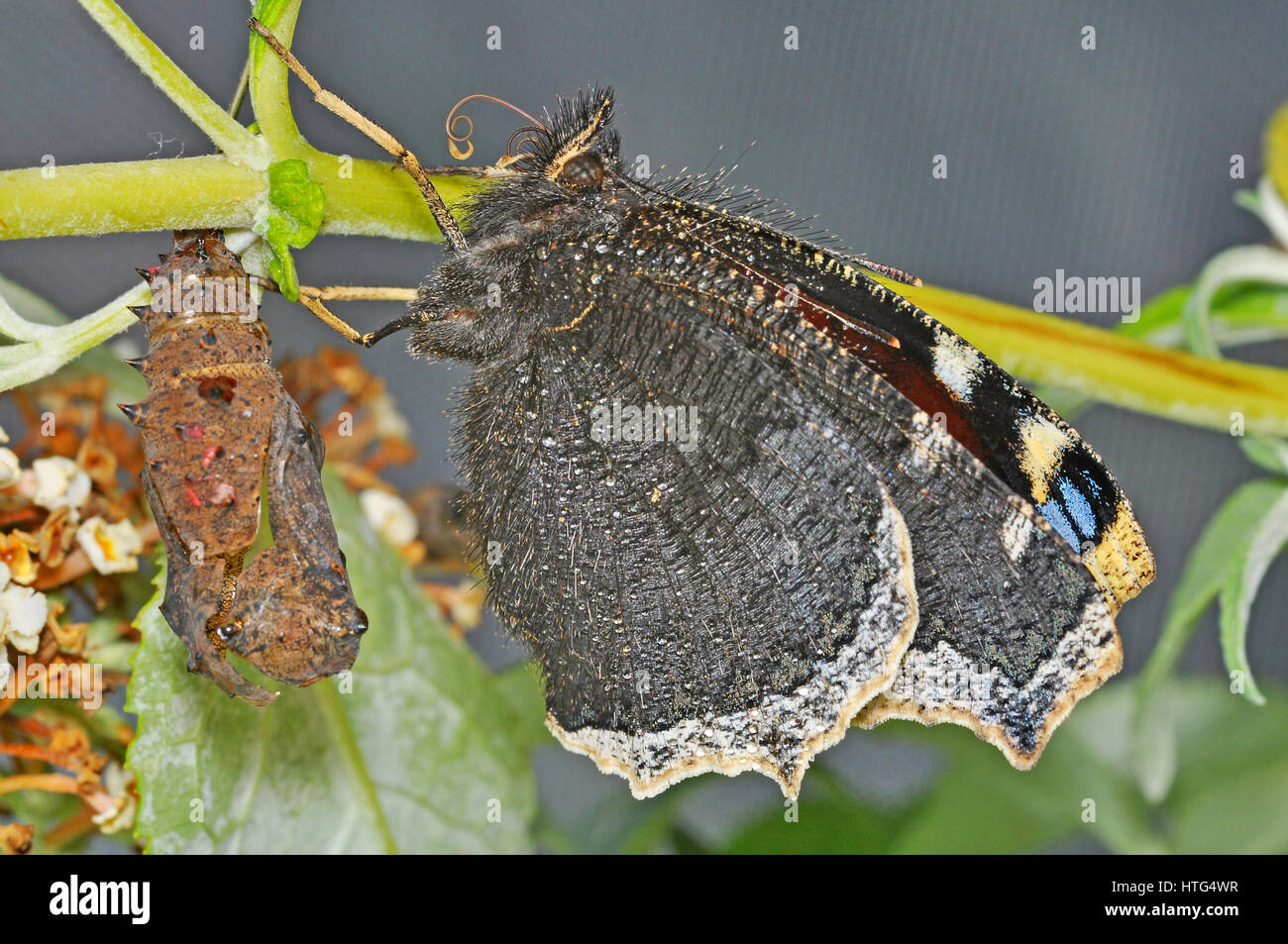 Camberwell Beauty butterfly (Nymphalis antiopa) next to empty chrysalis ...