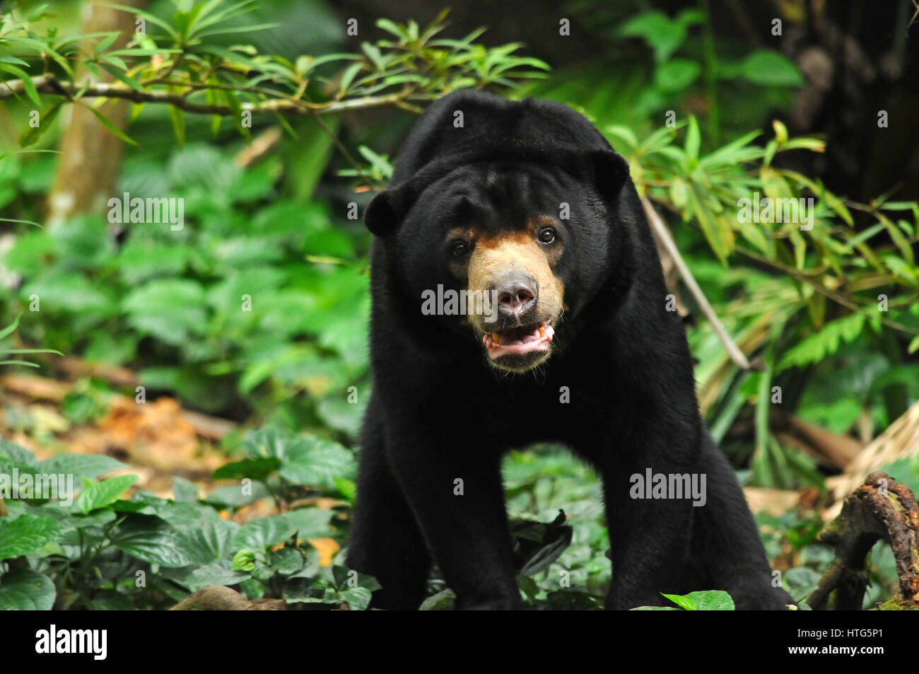 Malayan Sun Bear Stock Photo - Alamy