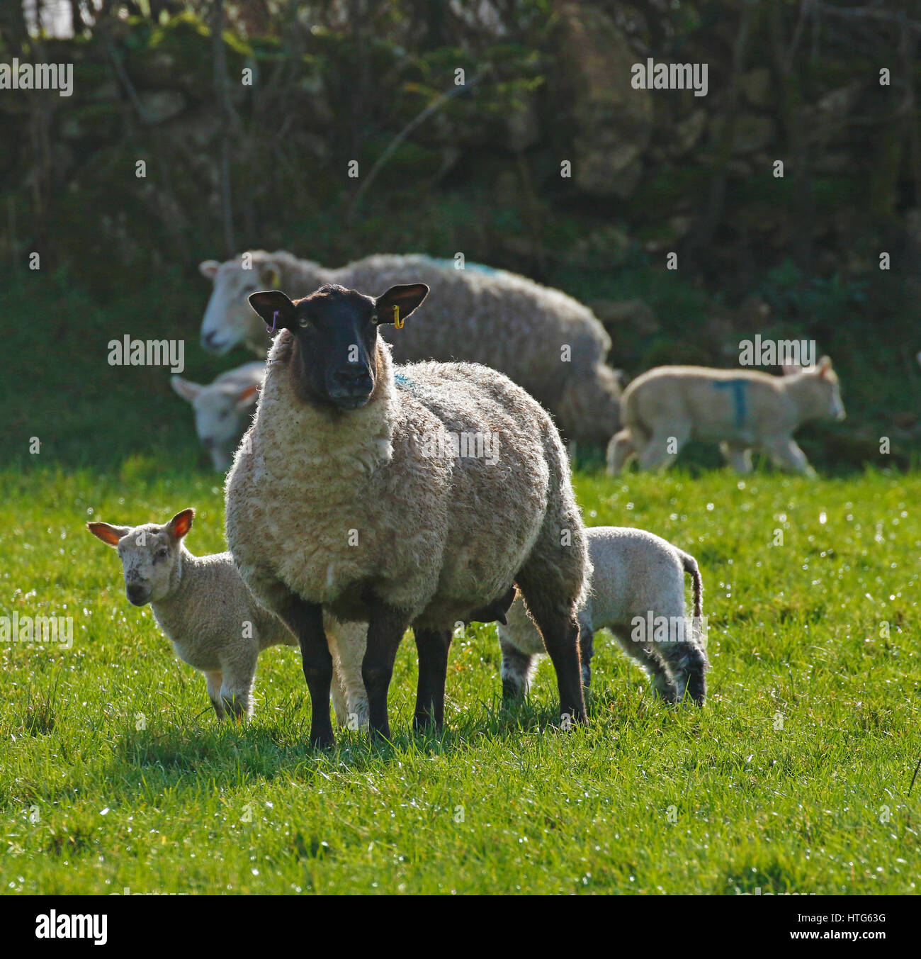 New born lambs out in the fields Stock Photo - Alamy