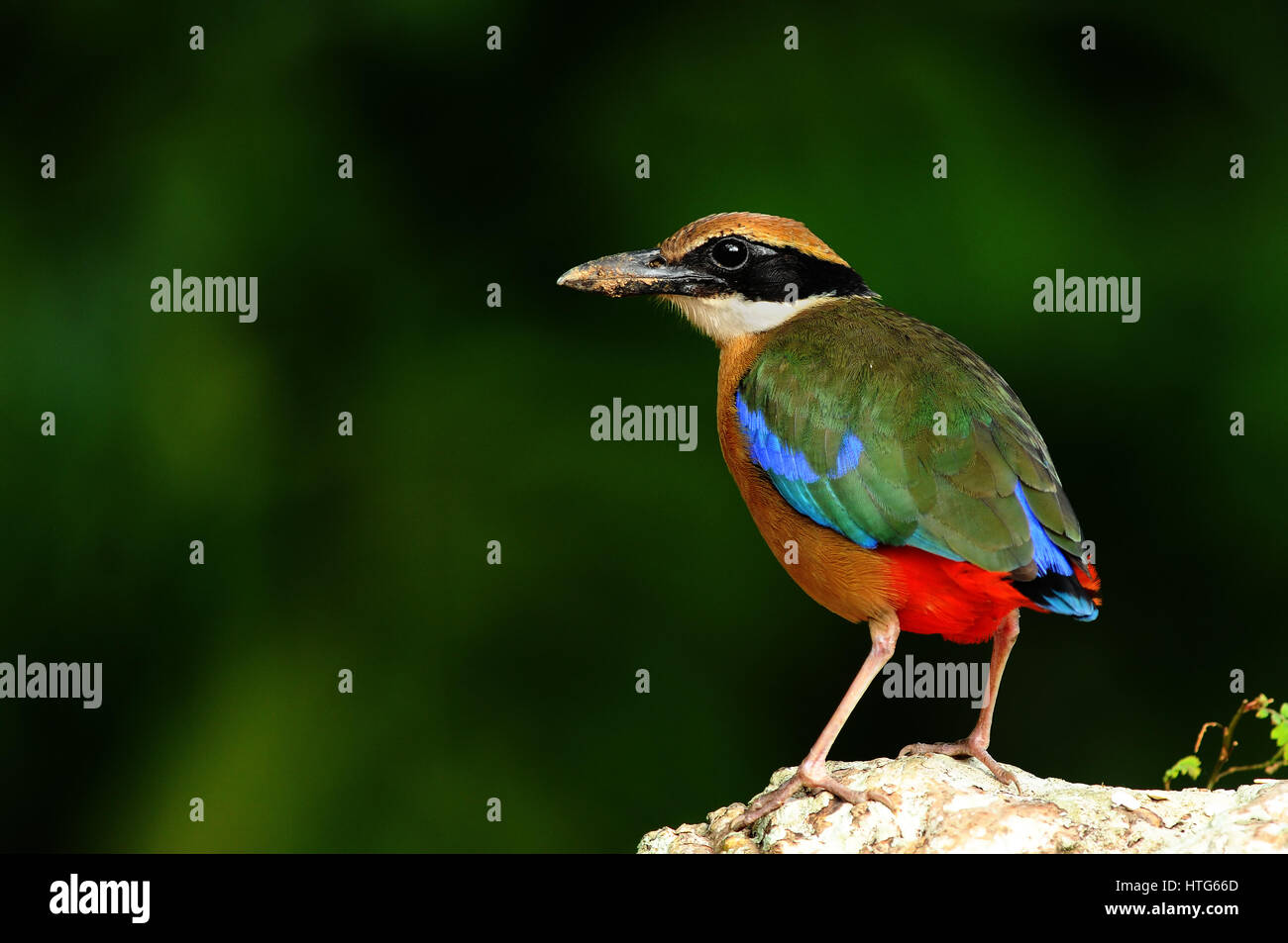 Pitta bird hi-res stock photography and images - Alamy