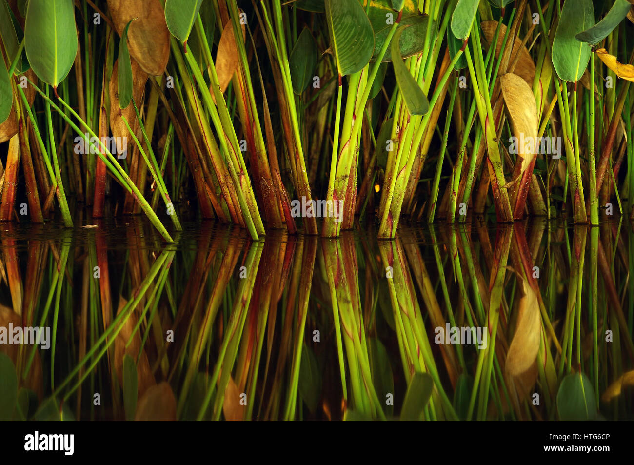 Still life reflection hi-res stock photography and images - Alamy