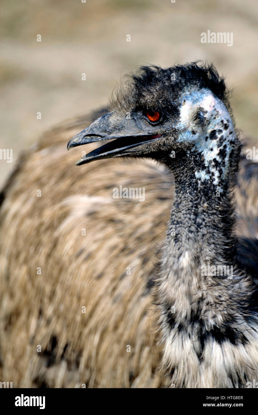 Emeus in freedom in a French farm in the department of Gard Stock Photo ...