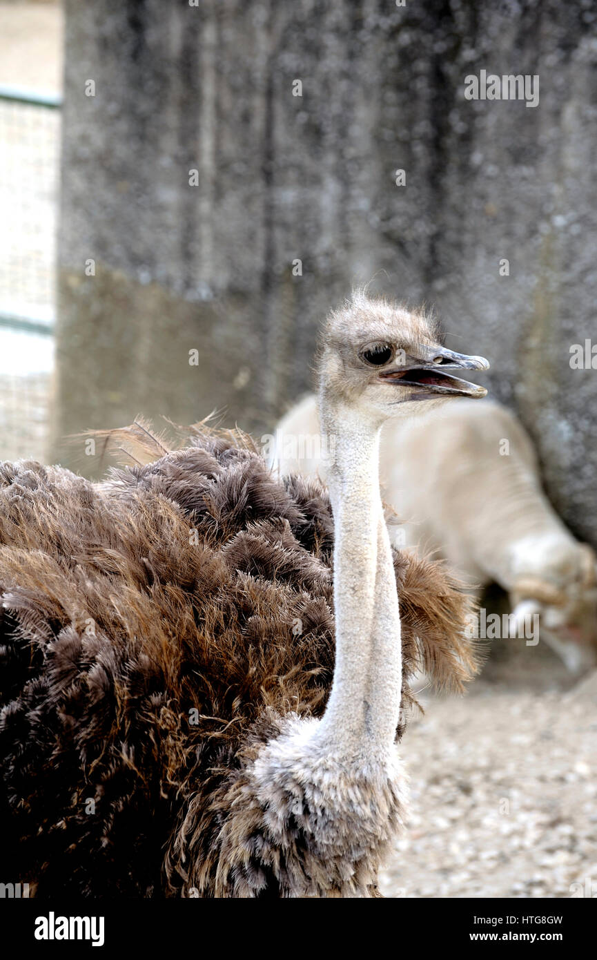 Ostrich at liberty in a French farm in the department of Gard Stock ...