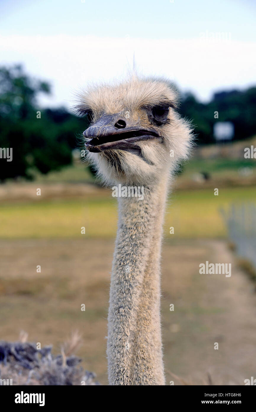 Ostrich at liberty in a French farm in the department of Gard Stock ...