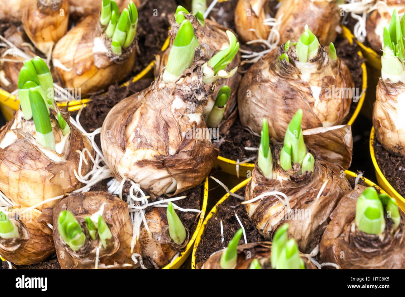 Budding plant hi-res stock photography and images - Alamy