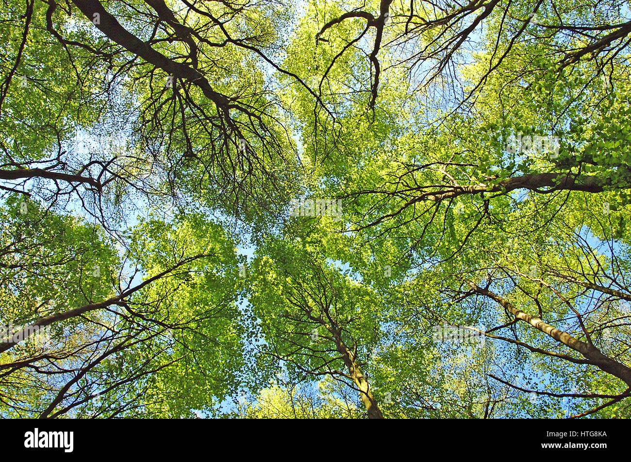 Canopy woods hi-res stock photography and images - Alamy