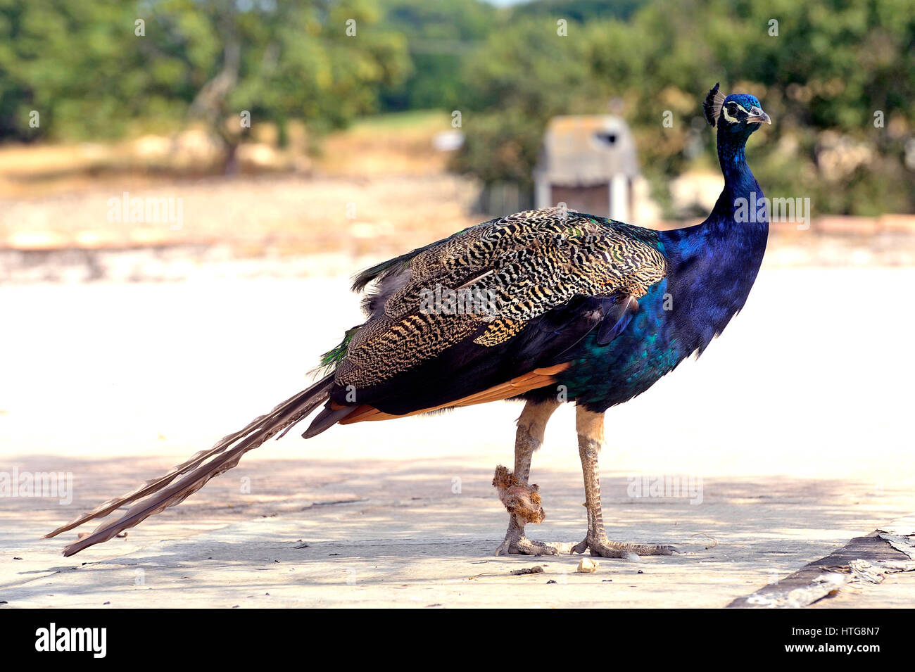 A peacock in a French farm in the Gard department Stock Photo - Alamy