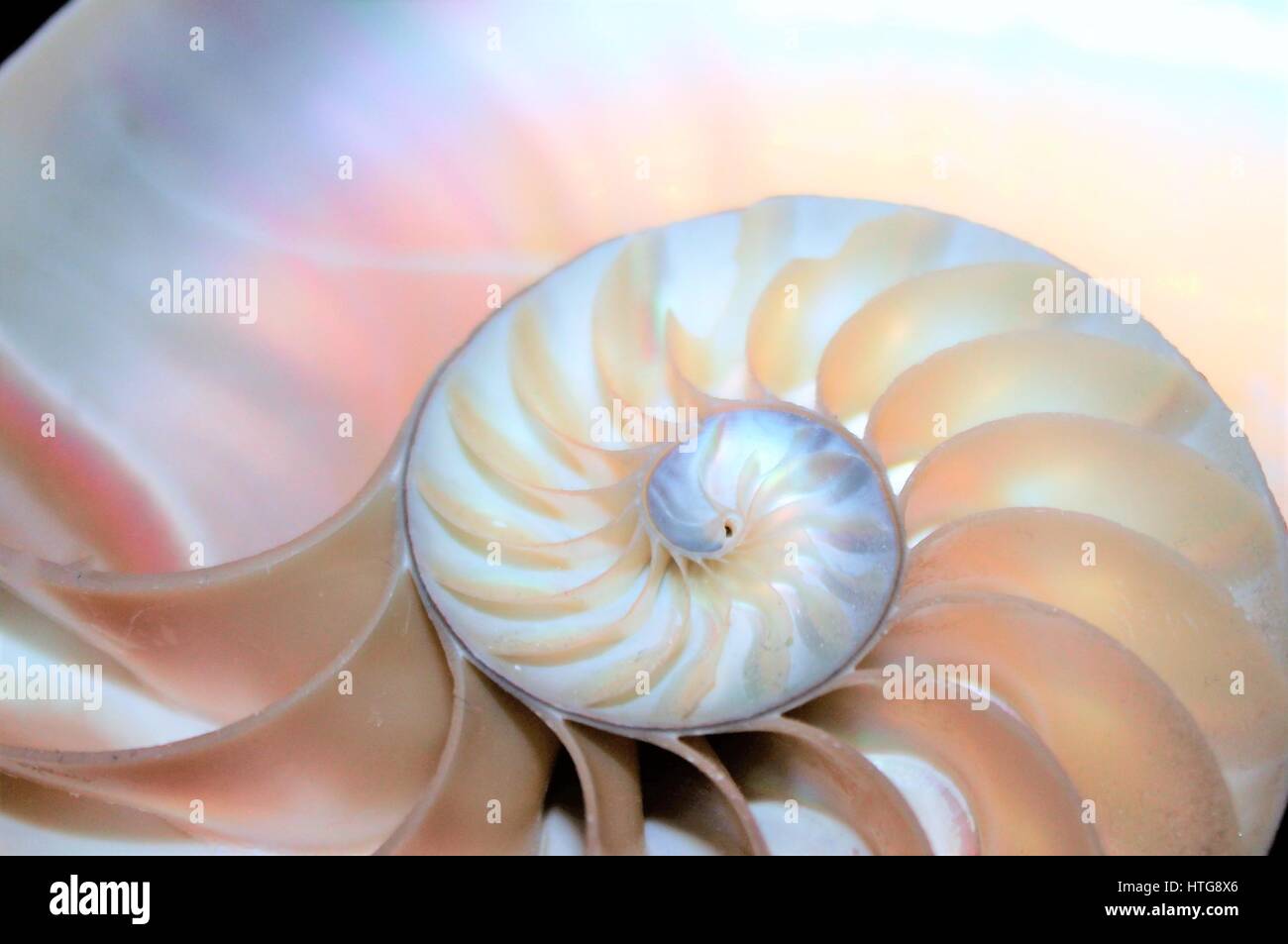 nautilus shell Fibonacci symmetry cross section spiral structure growth ...