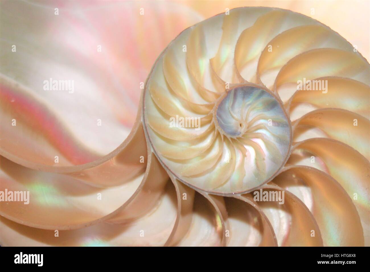 nautilus shell Fibonacci symmetry cross section spiral structure growth ...