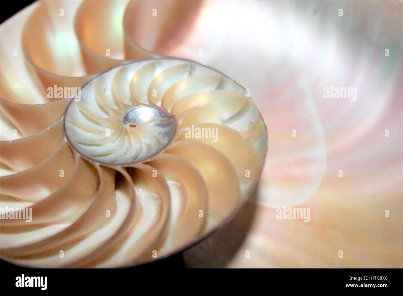 nautilus shell Fibonacci symmetry cross section spiral structure growth ...