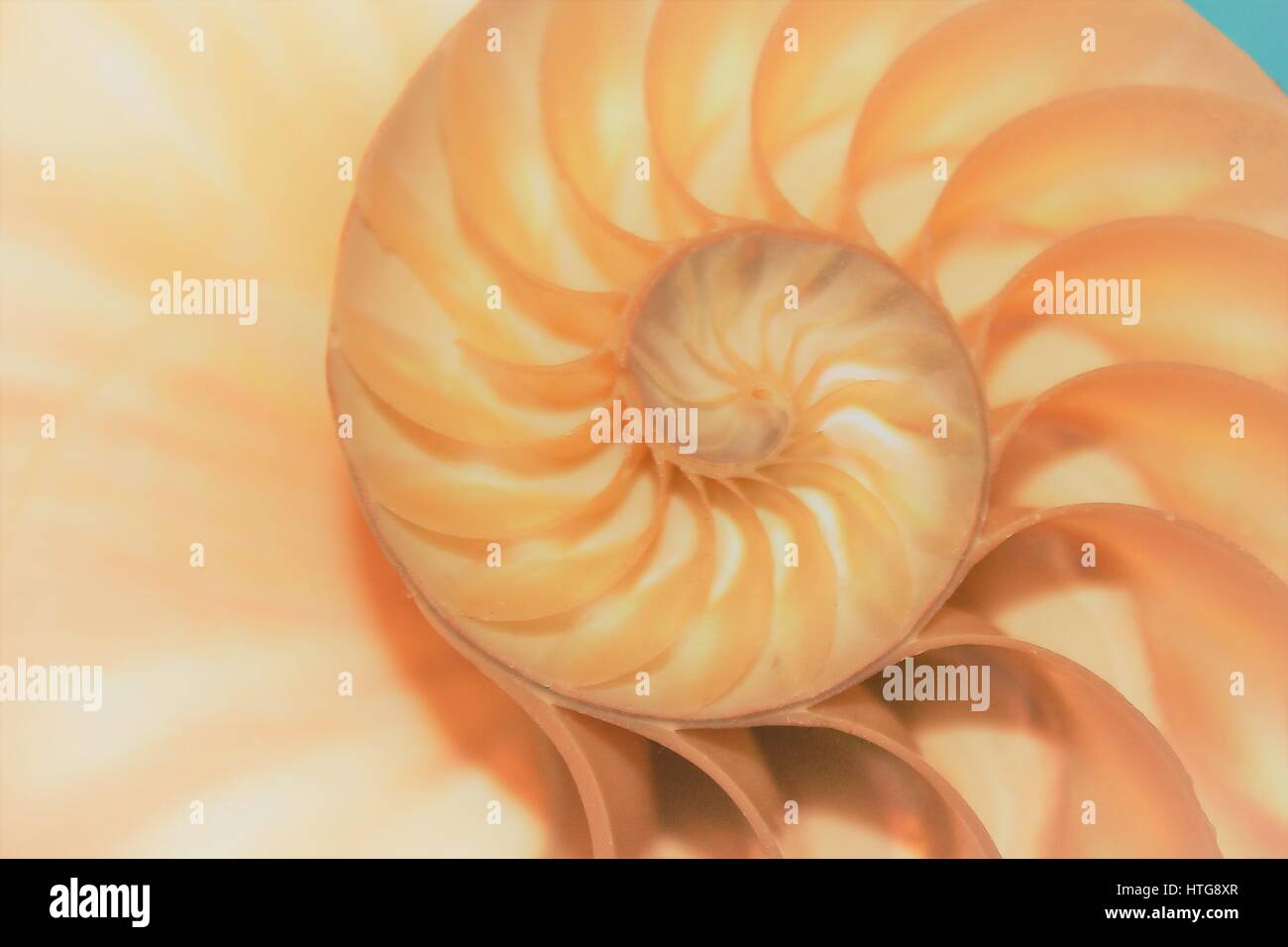 nautilus shell Fibonacci symmetry cross section spiral structure growth ...