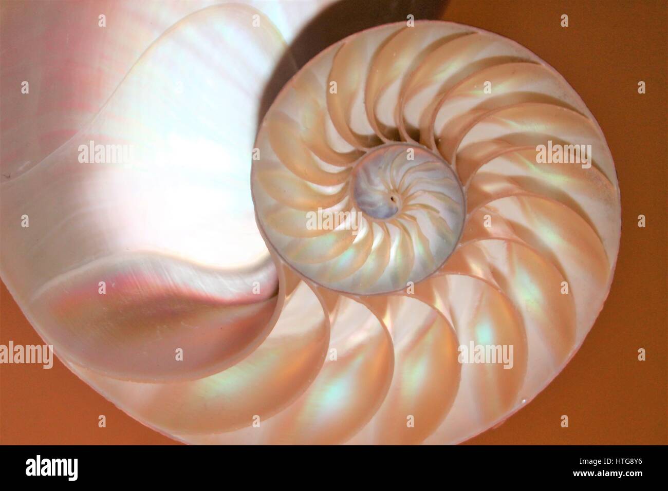 nautilus shell Fibonacci symmetry cross section spiral structure growth ...