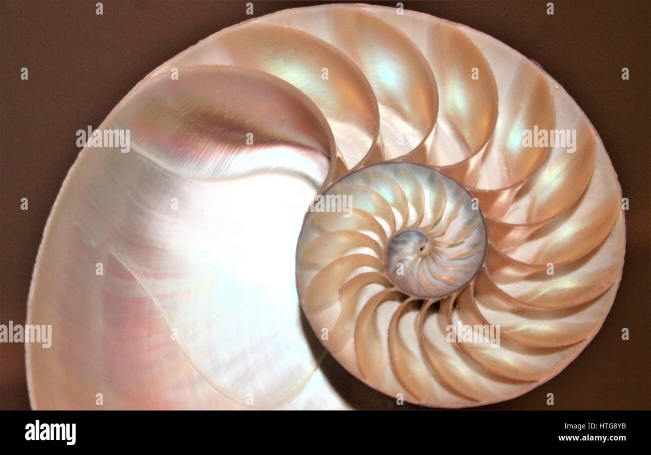 shell nautilus Fibonacci section spiral pearl symmetry half cross golden ratio shell structure ...