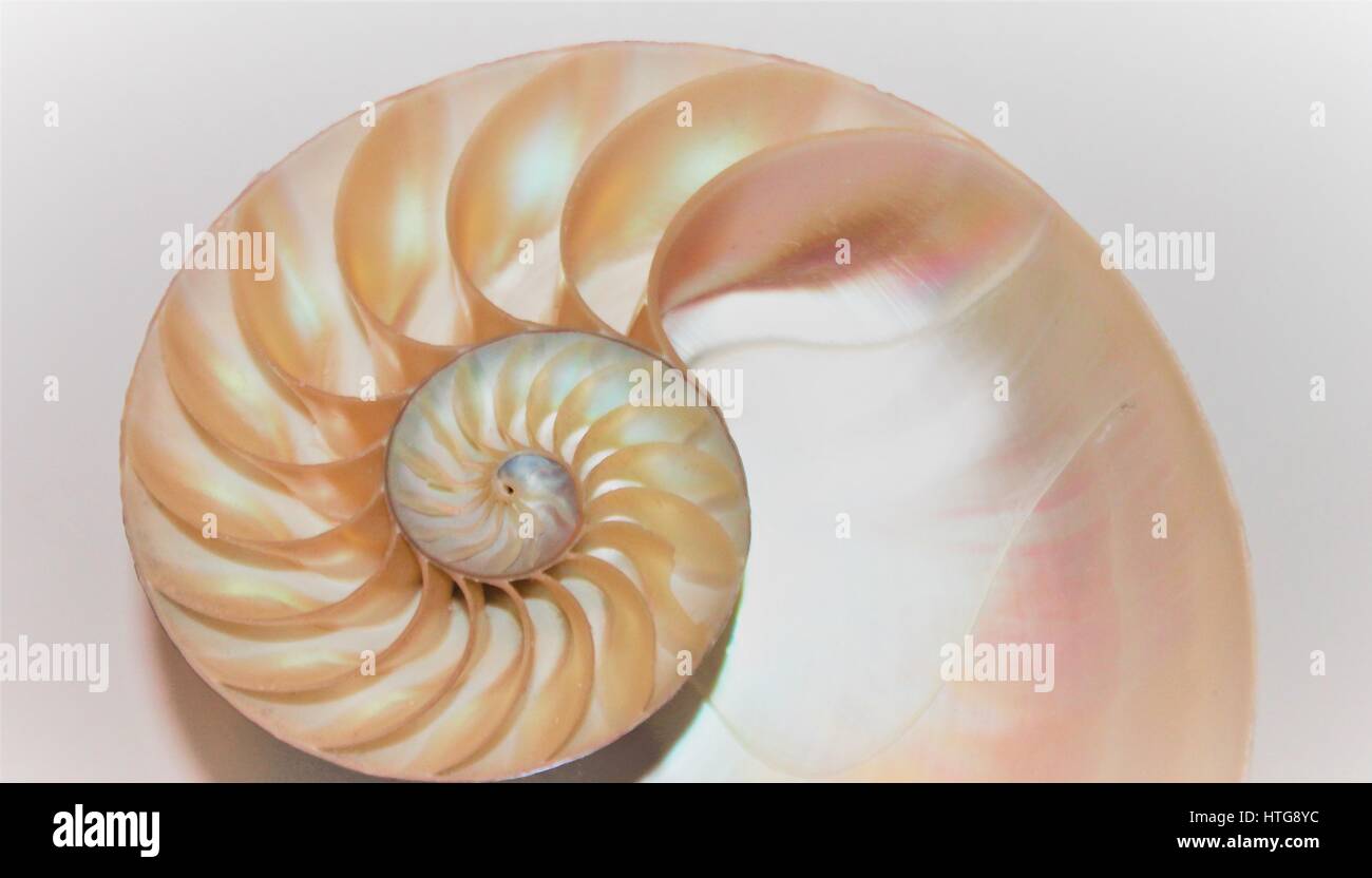 nautilus shell Fibonacci symmetry cross section spiral structure growth ...