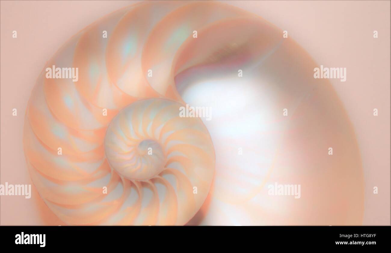 nautilus shell Fibonacci symmetry cross section spiral structure growth ...